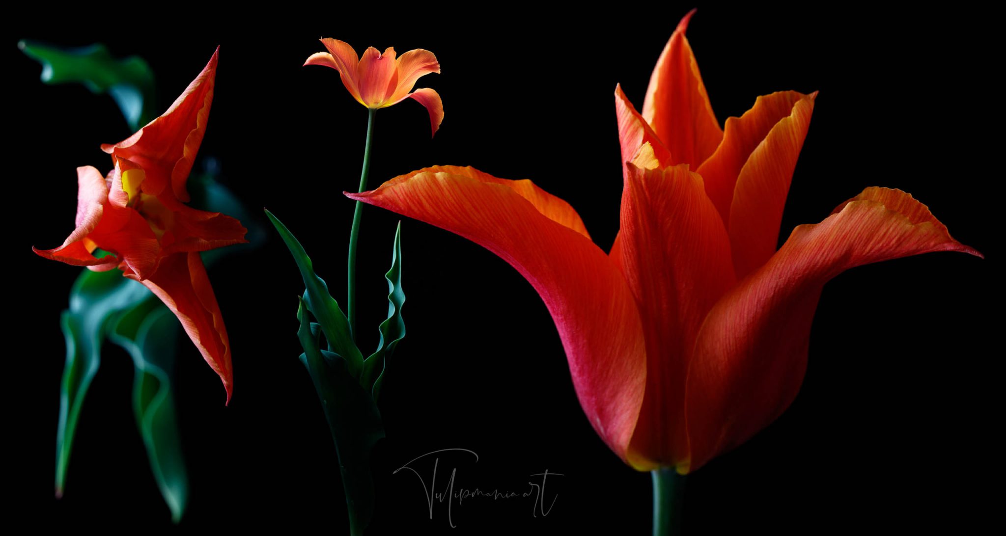 The most praised Turkish tulips, unlike the tulips sought after by the ...