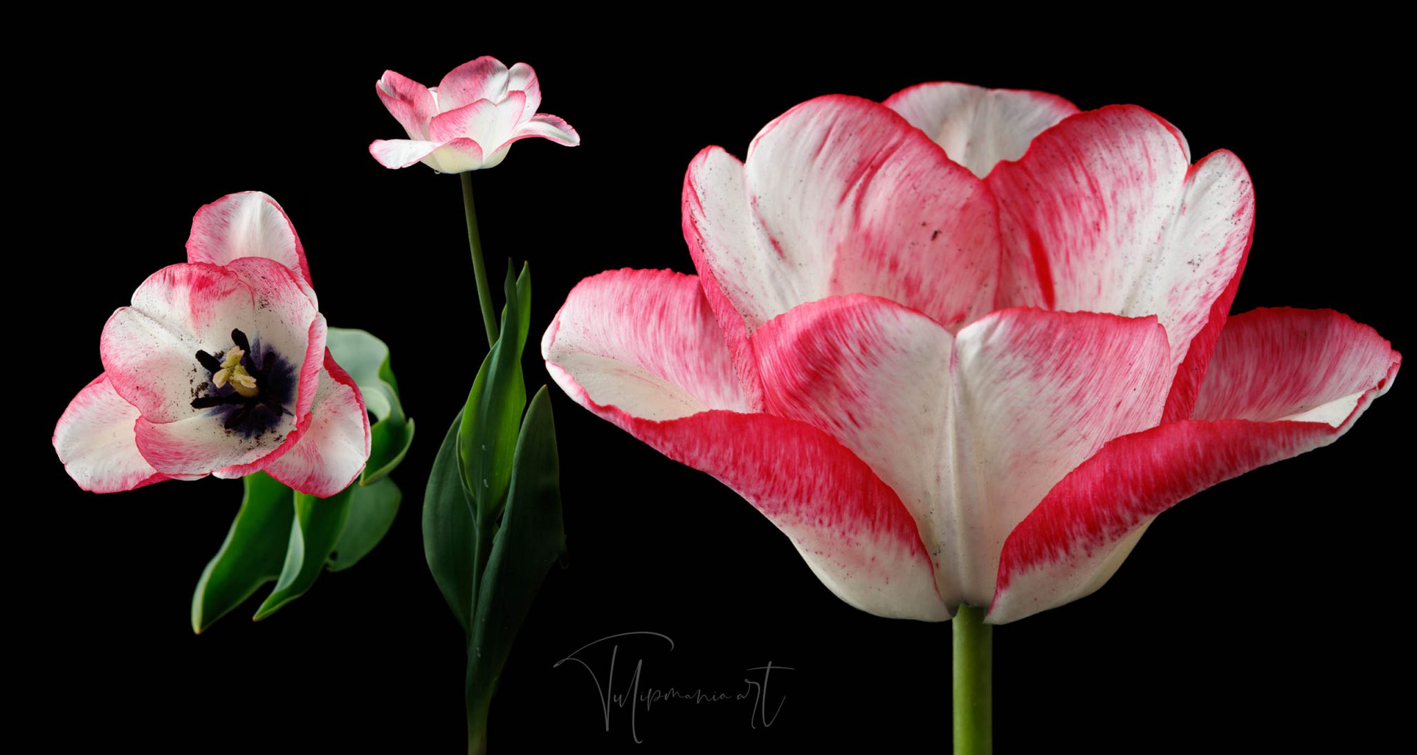 Meet the first 100 - Tulipmania Art