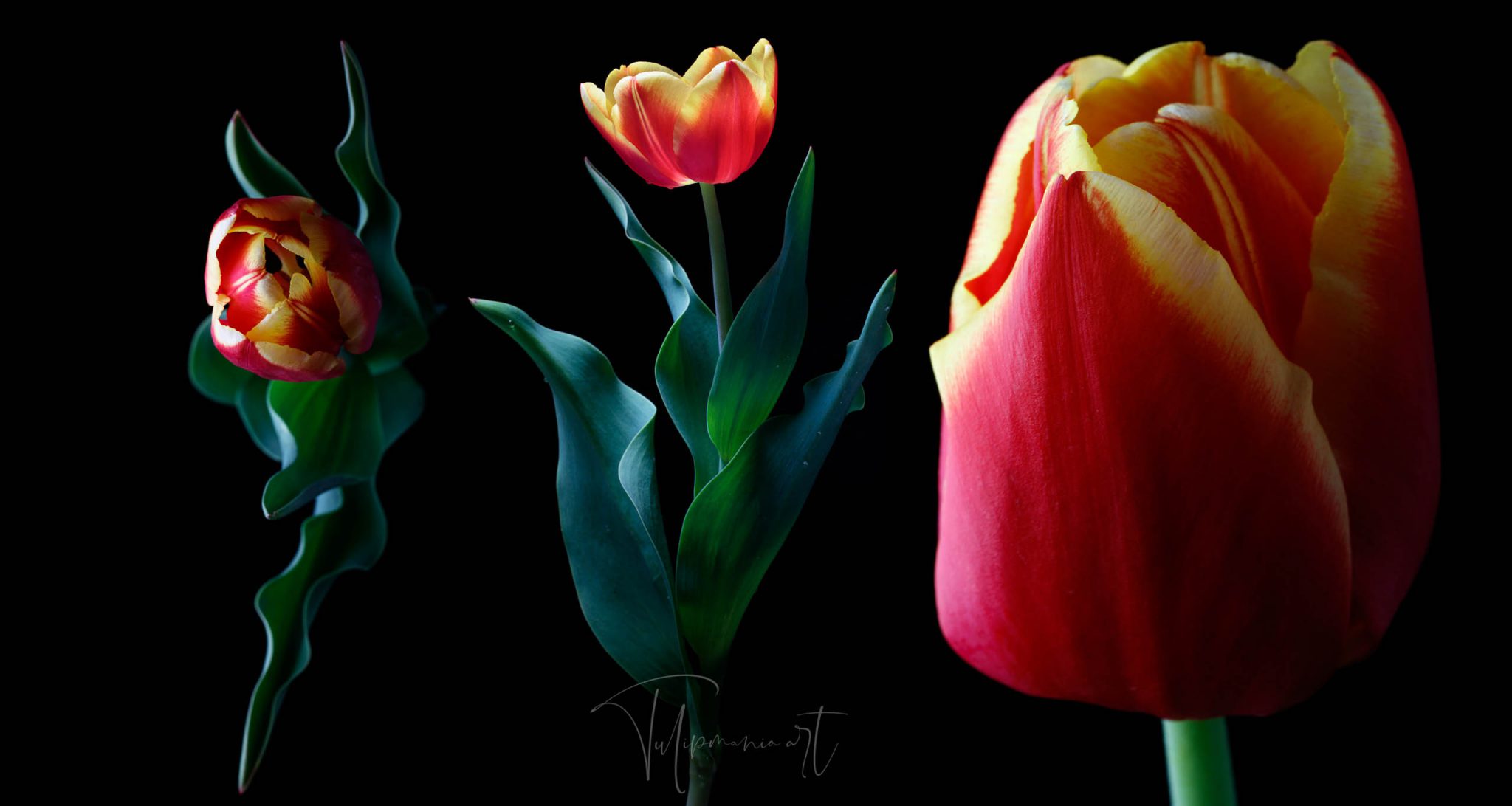 Meet the first 100 - Tulipmania Art