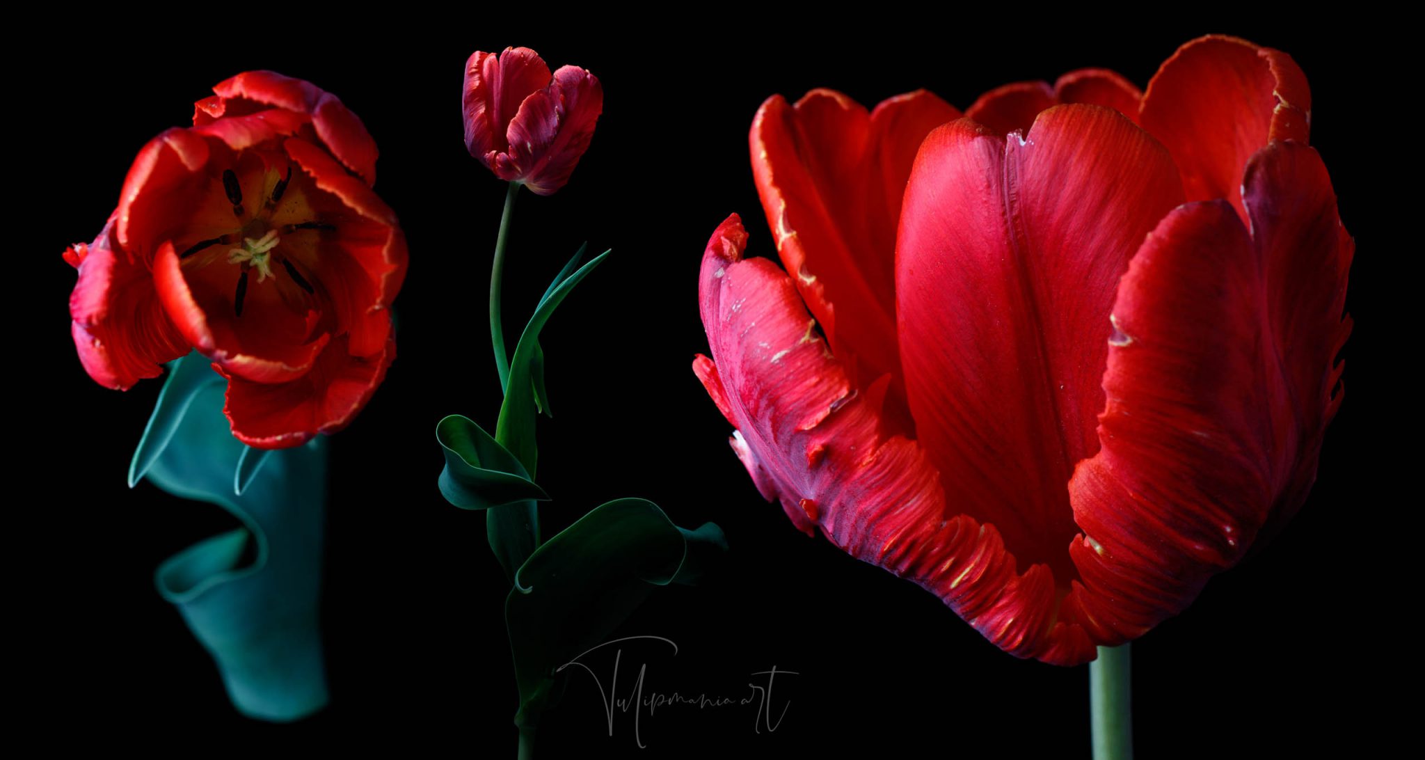 Meet the first 100 - Tulipmania Art
