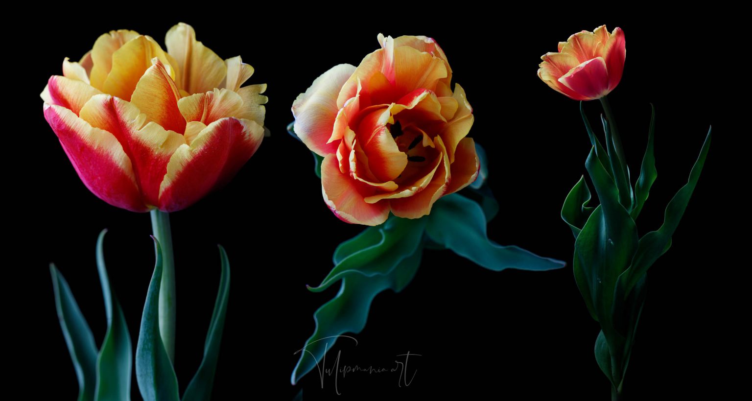 Meet the first 100 – Tulipmania Art