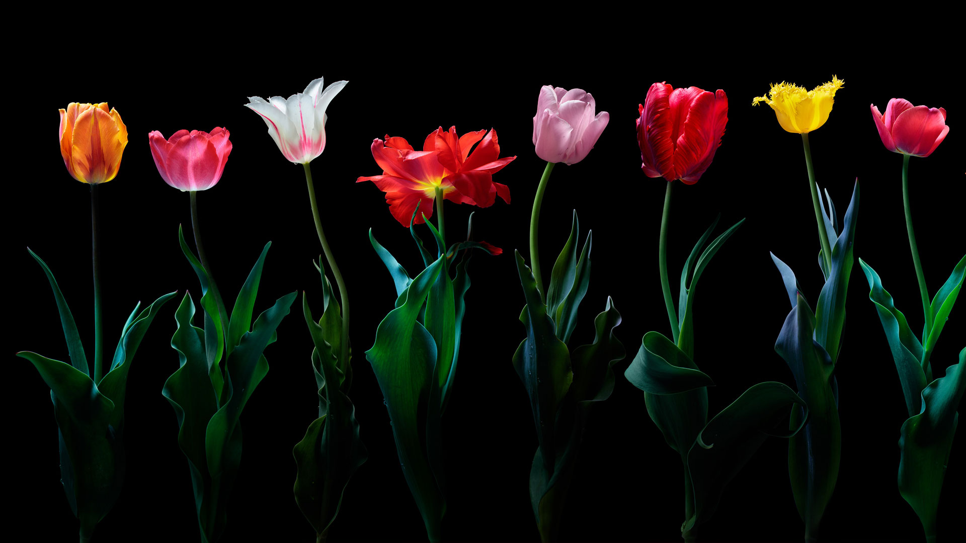 Tulipmania Art is a fine art photography project
